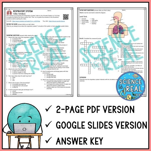 Respiratory System Amoeba Sisters Video Handout - Science is Real Education