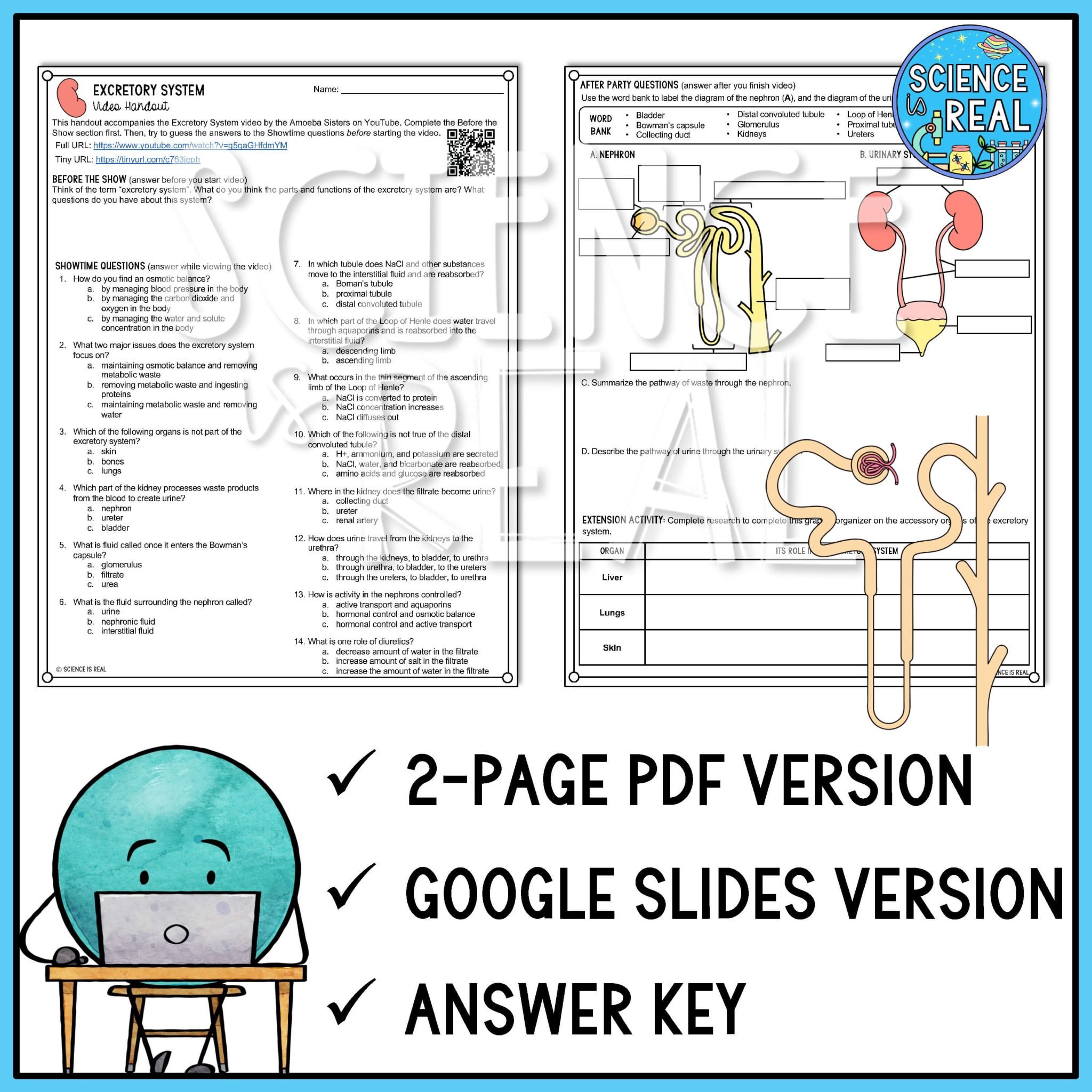Excretory System Amoeba Sisters Video Handout - Science is Real Education